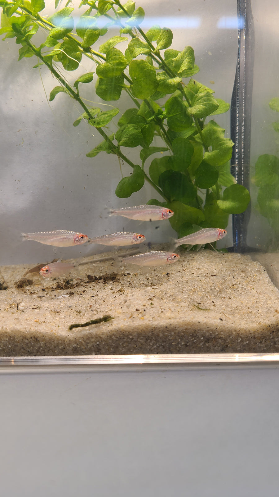 Natural Aquariums & Low-Tech Tanks - Shop Father Fish Now – Father Fish ...